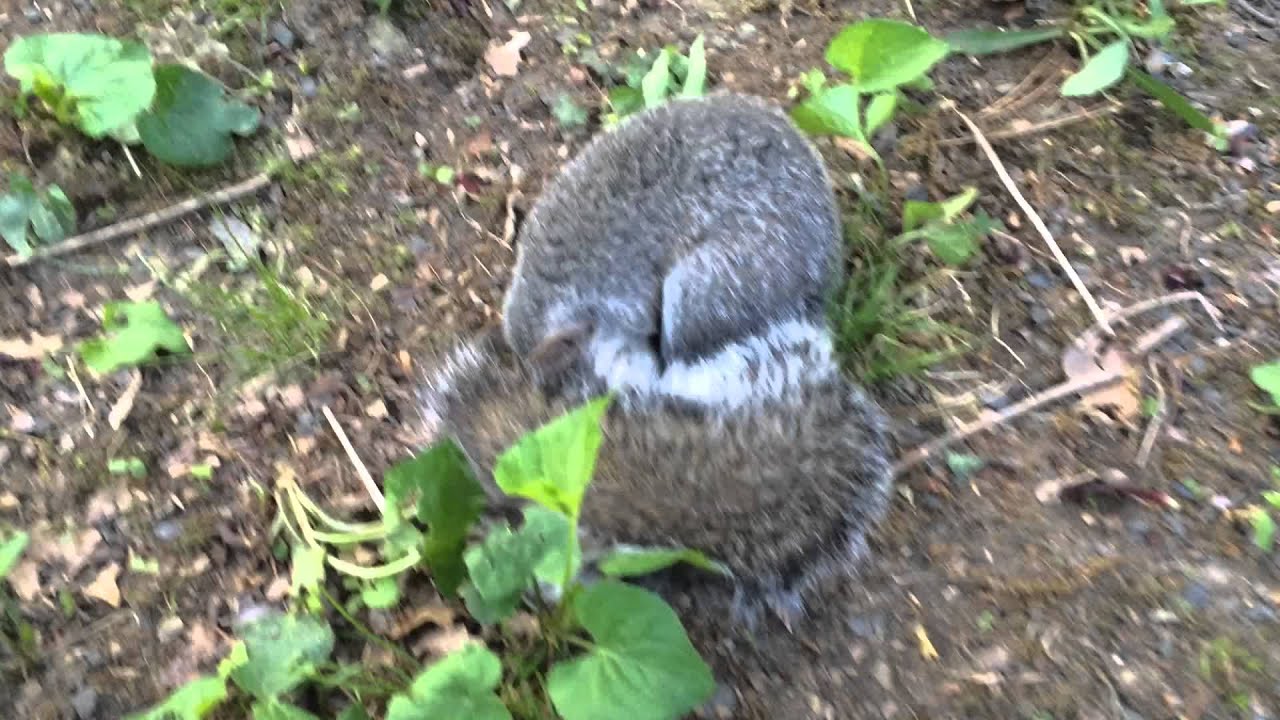 squirrel falls from tree and goes brain dead - YouTube