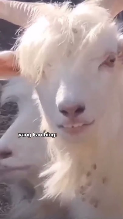 Yung mas pogi pa sayo yung Kambing 🤣 #trending #comedy - YouTube