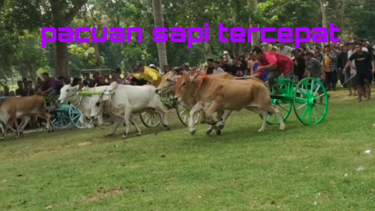BALAPAN SAPI DI LAPANGAN PALING MENANTANG - YouTube