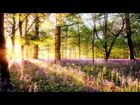 Relaxing Piano Music and Nature Sounds with Birds Chirping: Sleep, Study, Meditate