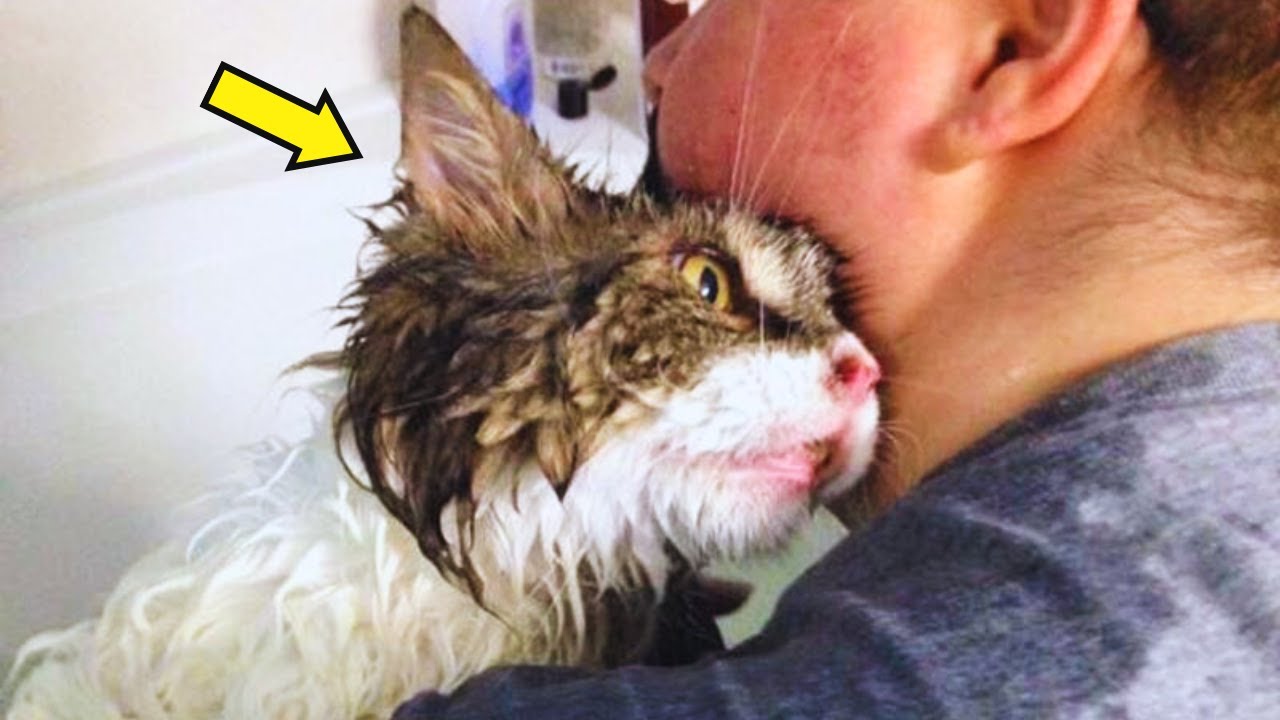 She was so sad, her huge body groaning with every step. But what ...