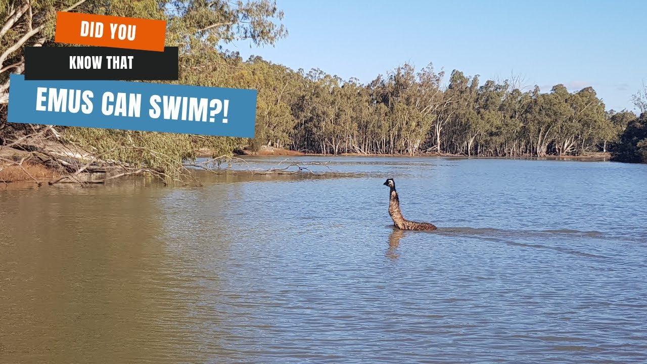 Emu Swimming the Murray River in South Australia - YouTube