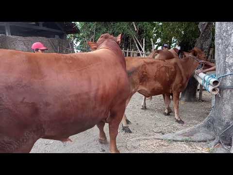 steelers brown young cow mating with big bull santa clarita