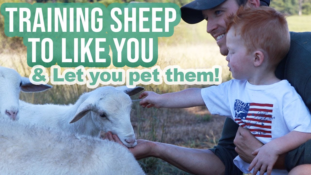 How To Train Sheep To Come To You How To Get Sheep To Like You how-to-train-sheep-to-come-to-you-how-to-get-sheep-to-like-you