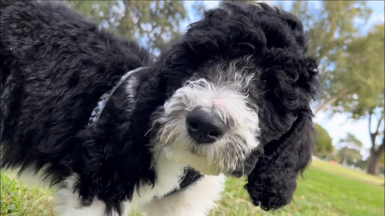 Mitzy Doodle gets a doggy trailer - YouTube