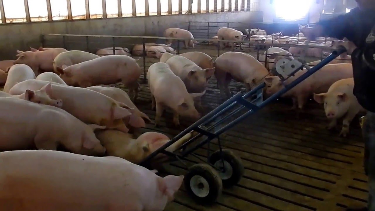 Carcass Cart Vs The "Other" Carts Vol #1 Buy Now https://www.facebook ...