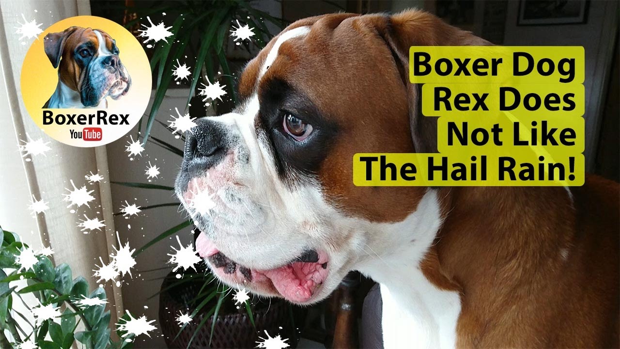 Boxer Rex Does Not Like The Hail Rain! - YouTube