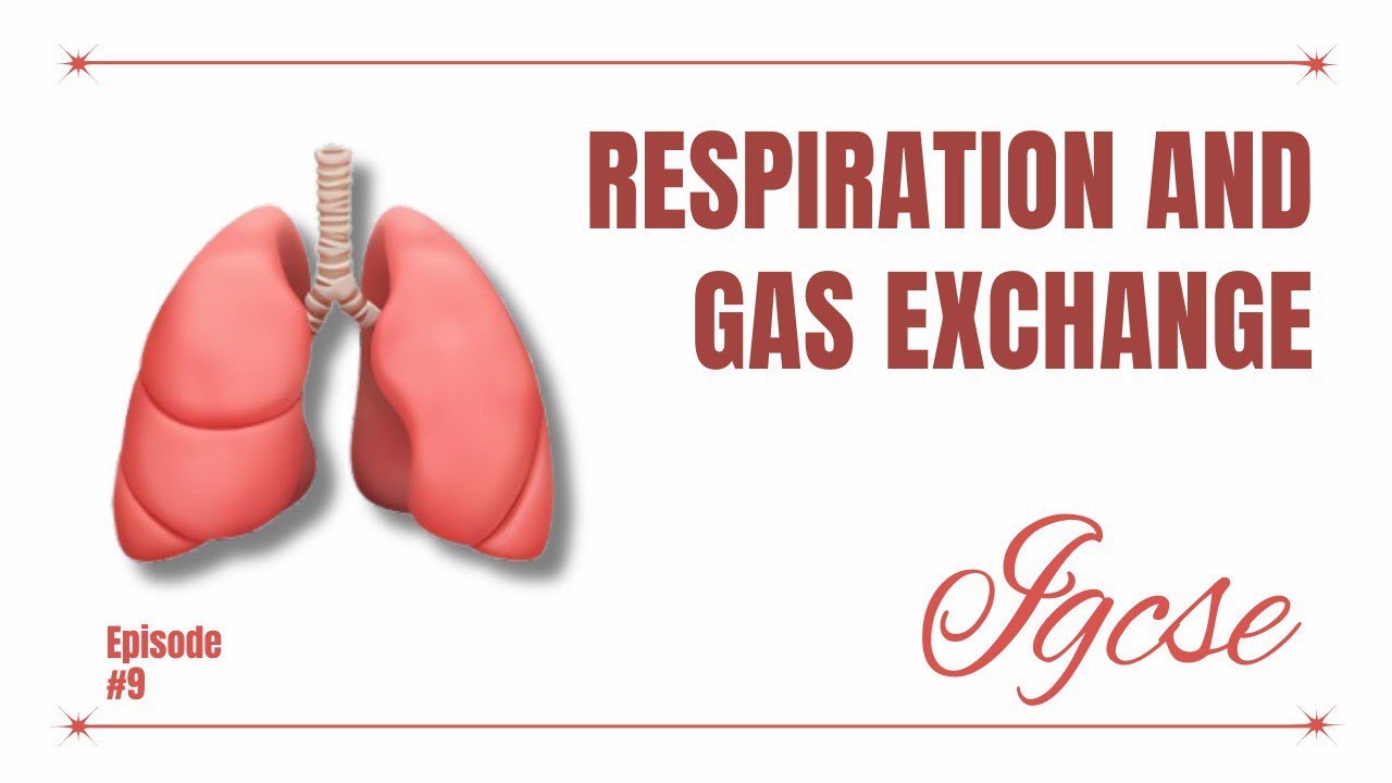 IGCSE Bio | Respiration and Gas Exchange Explained in Burmese - YouTube