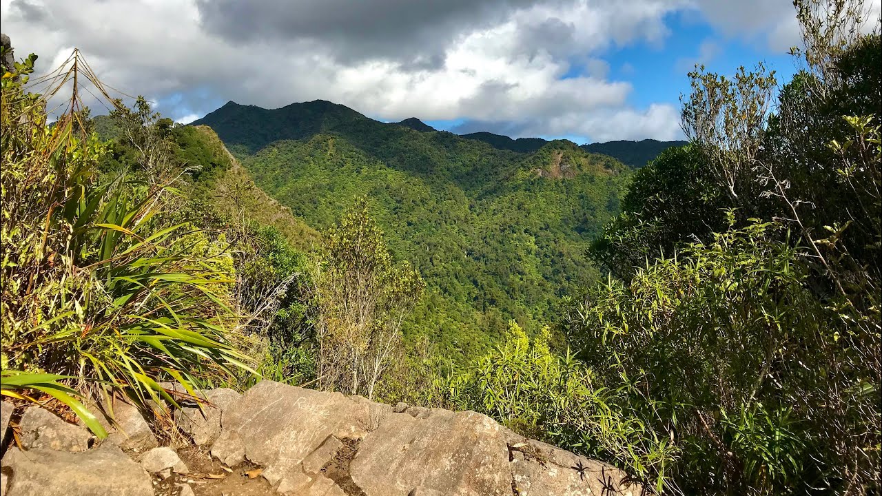 Pirongia Summit via Mahaukura track - YouTube