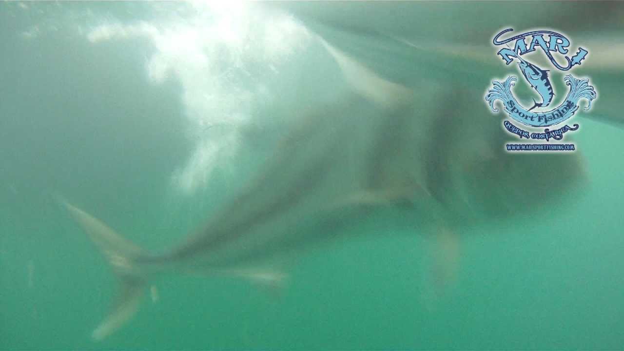Roosterfish eating cam in Quepos / Manuel Antonio, Costa Rica - YouTube
