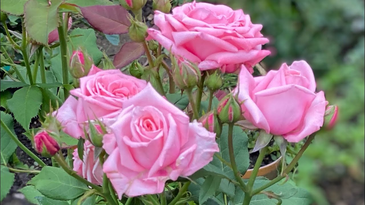 Gene Boerner Rose 品种介绍（8）吉恩 布尔纳一款获得'AARS'大奖的月季 - YouTube