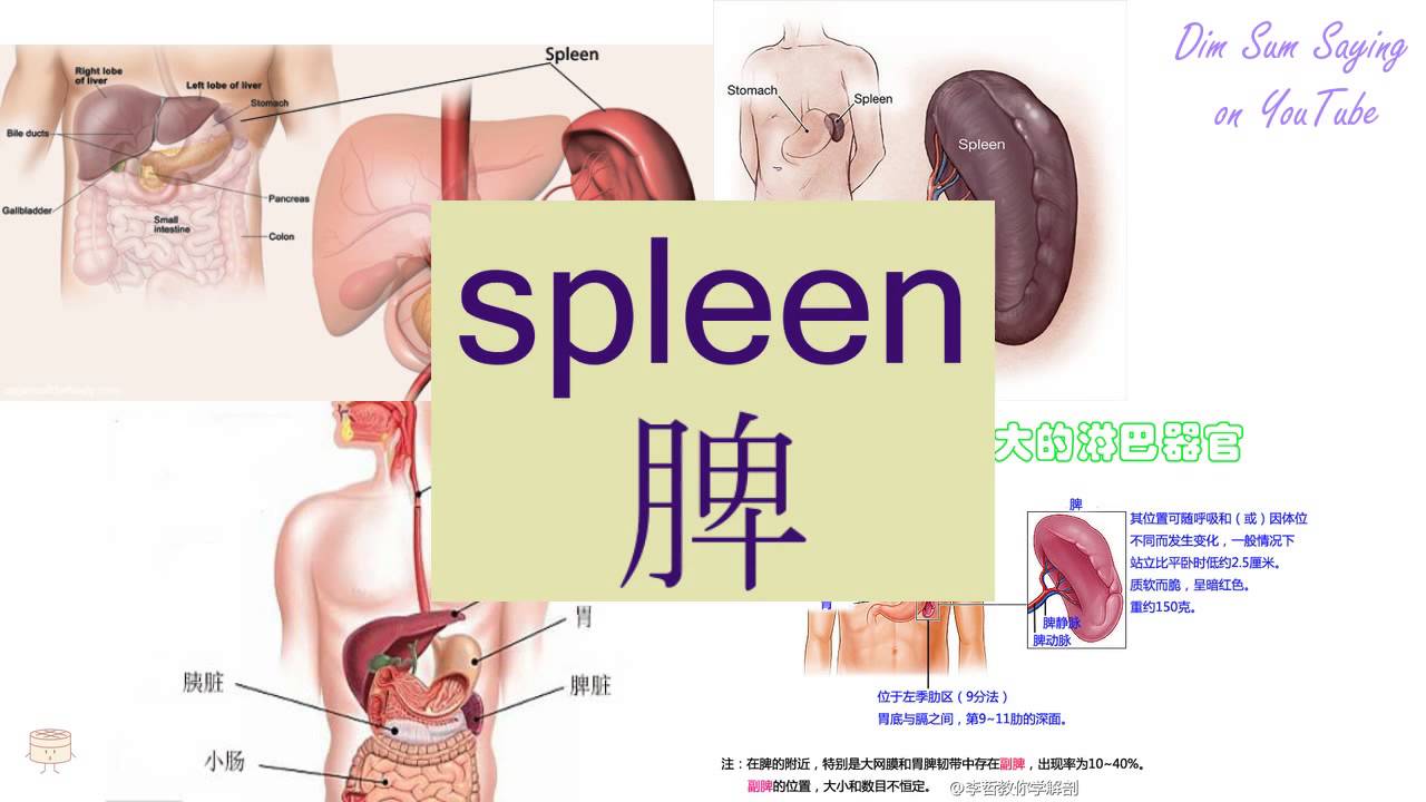 "SPLEEN" in Cantonese (脾) - Flashcard - YouTube