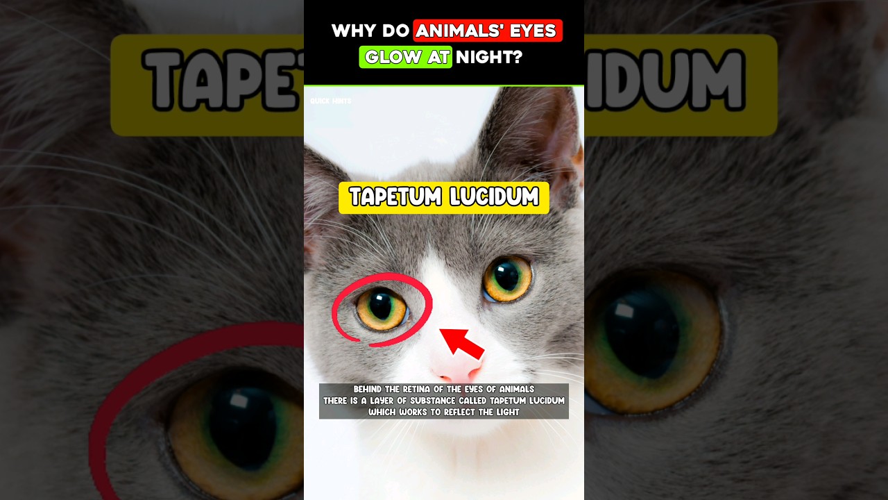 Why Do Animals Eyes Glow At Night YouTube Why Do Animals Eyes Glow At Night YouTube