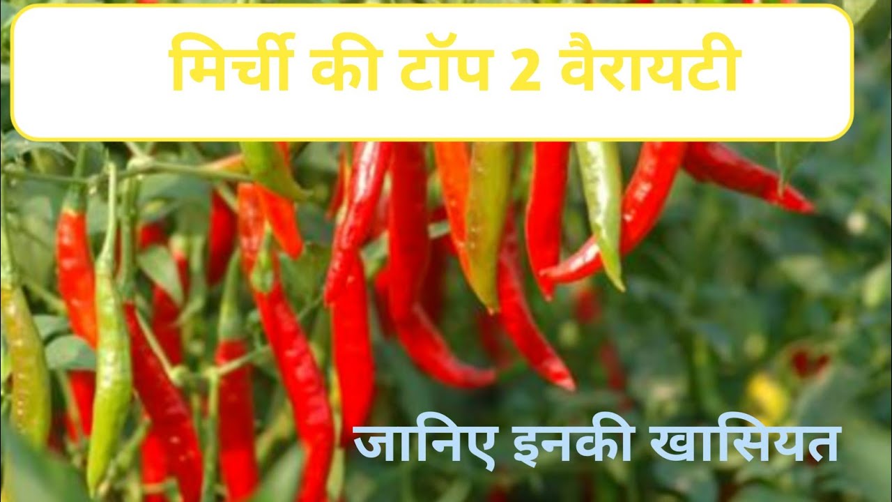 mirch ki top 2 variety // mirchi ki top variety//mirchi hybrid veriety ...