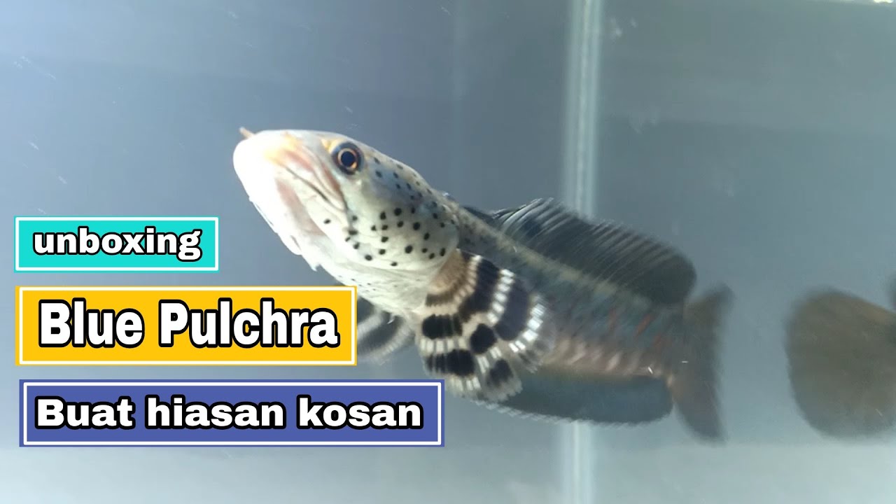 Unboxing Channa Blue Pulchra - YouTube