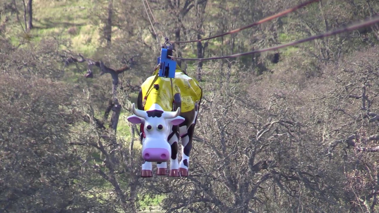 The Rubes Adventure Cow goes Ziplining! - YouTube