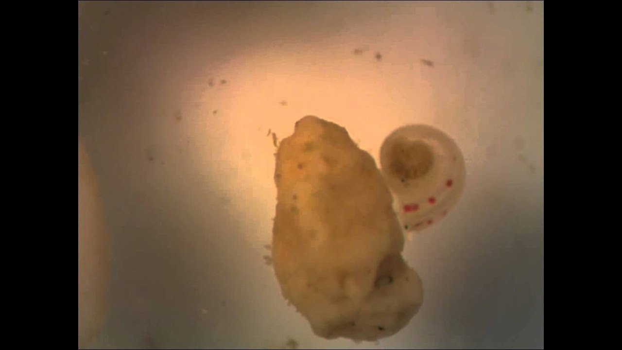 Microscopic collonista snail - YouTube