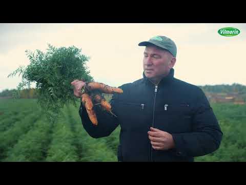 Морковь «Боливар F1» от компании «Вильморин» - YouTube