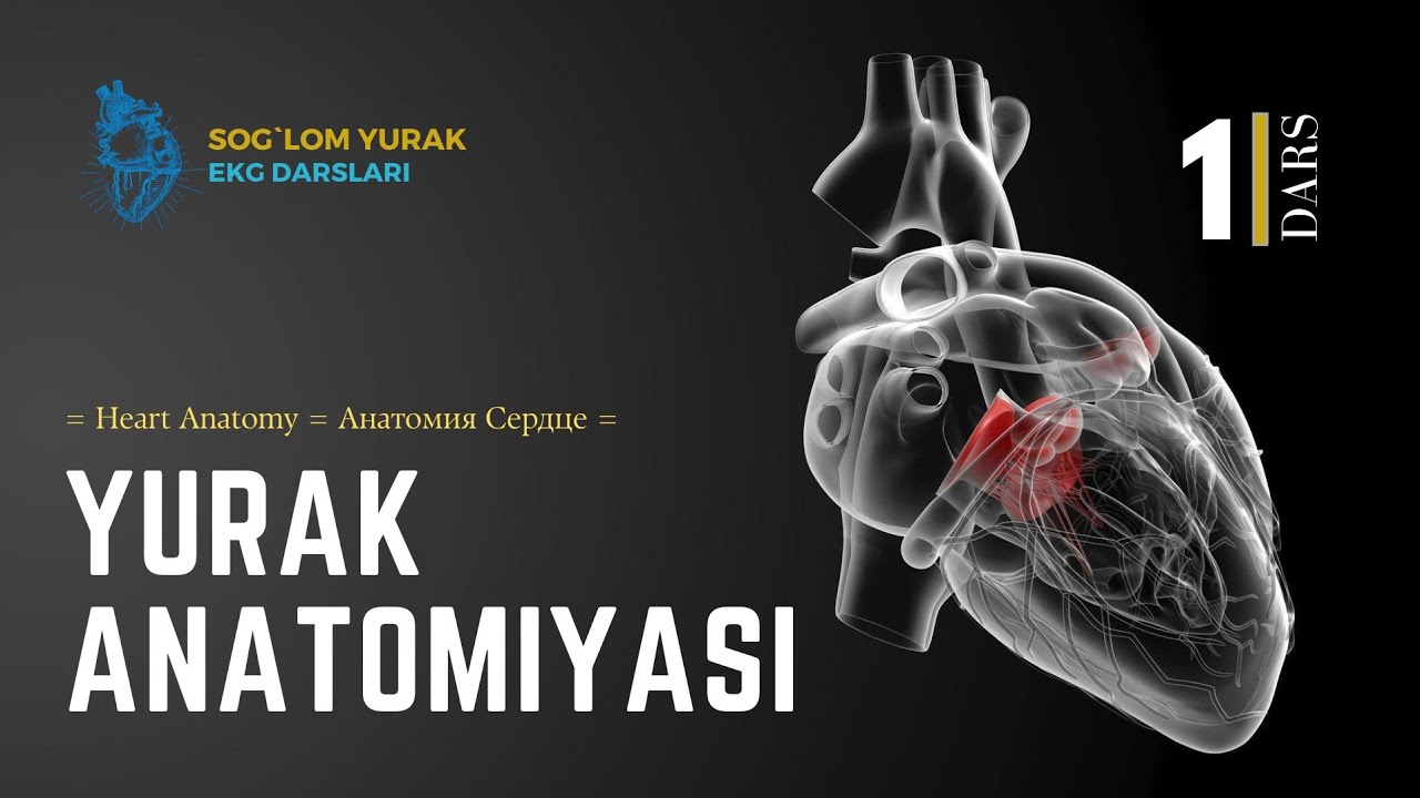 = Yurak Anatomiyasi 1-qism = Heart Anatomy = Анатомия Сердце = - YouTube