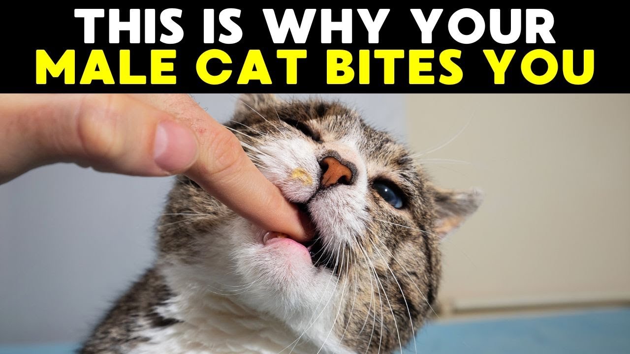 If Your MALE CAT Bites You, He’s Trying to Tell You THIS! - YouTube