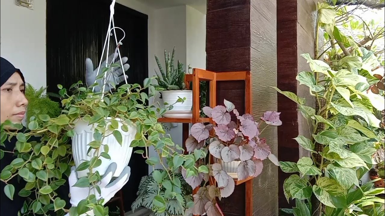 Menata Ulang Tanaman Hias Di Teras Rumah Depan karena ada daun yang ...