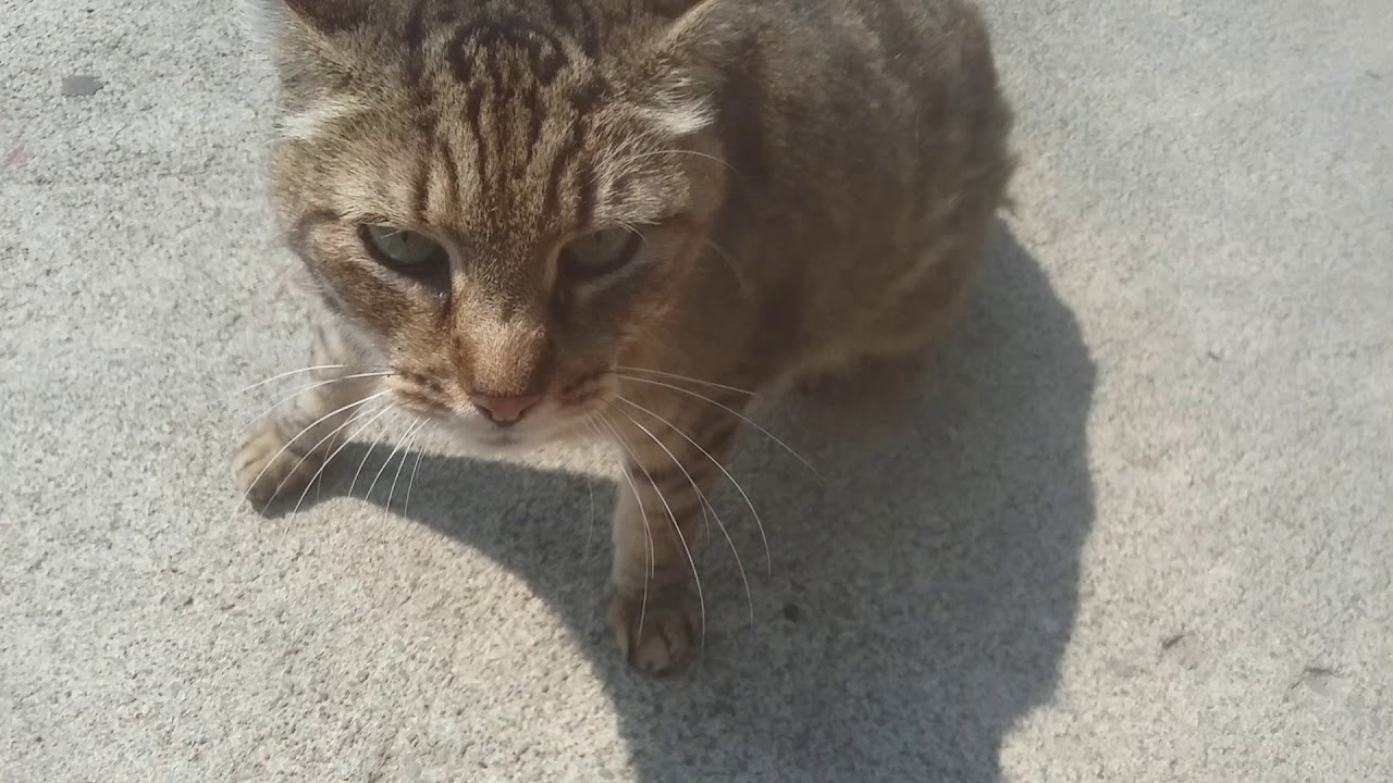 Kitty Cat In Solar Eclipse - YouTube