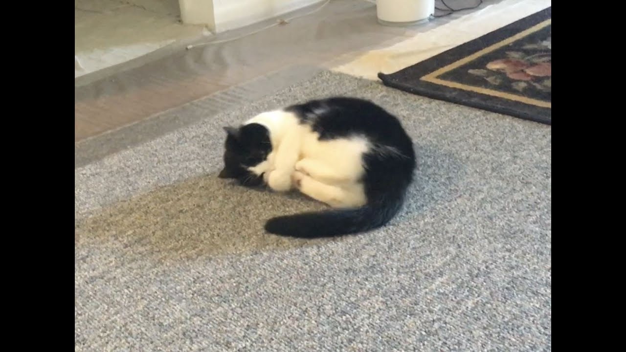 Kitty Can't Stop Disemboweling her new toy 😻 #cutecat - YouTube