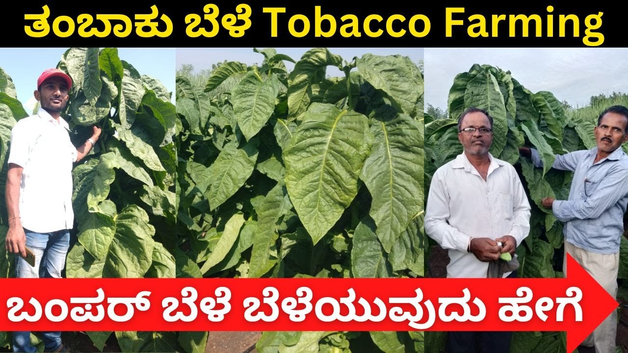Tobacco Farming Process | Tobacco Agriculture Technique - YouTube