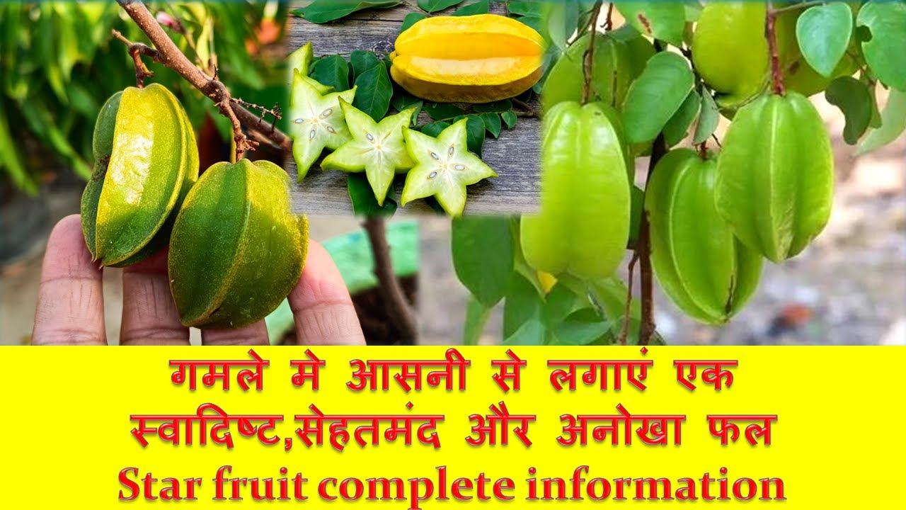 How to grow Star fruit in pot, Carambola,Kamrakh in container, Growing ...