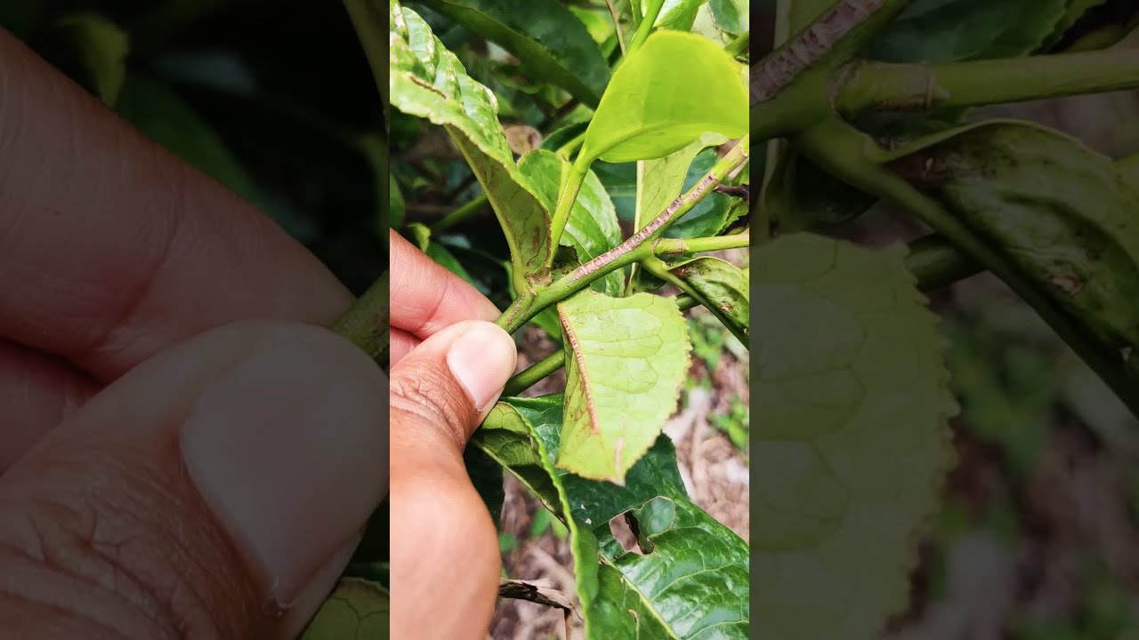 Thrips' severe effect on Tea Plants - YouTube