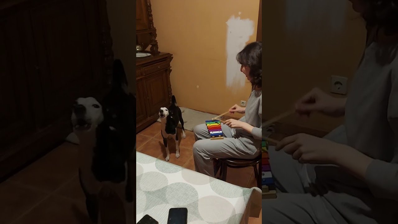 Dog Sings Along to Xylophone || ViralHog - YouTube