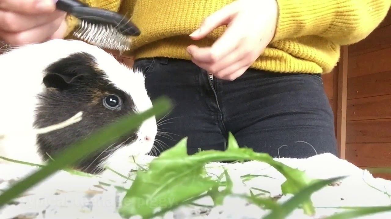 Guinea Pig Morning Routine| Charlottes Pets - YouTube