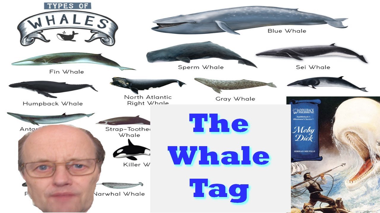 The Whale Tag - YouTube