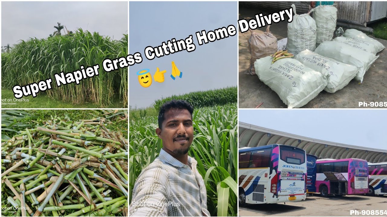 Super Napier Grass Cutting Home Delivery 😇👉🙏 - YouTube