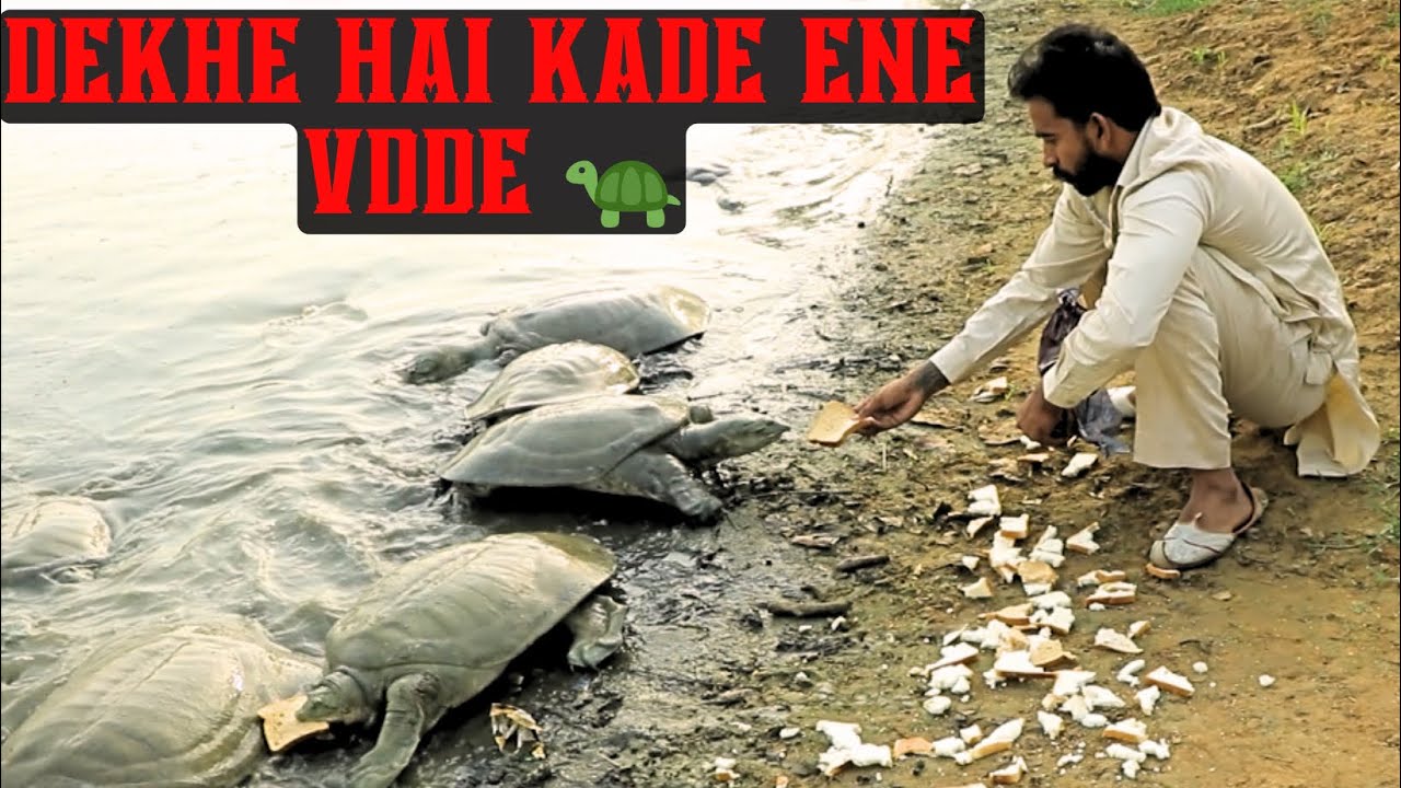 Big size turtle || kachua || kachukumme || tortoise 🐢 - YouTube