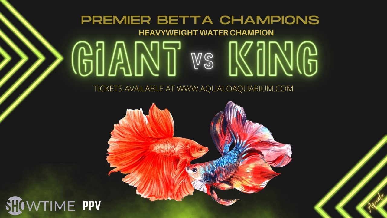 King Betta Vs Betta