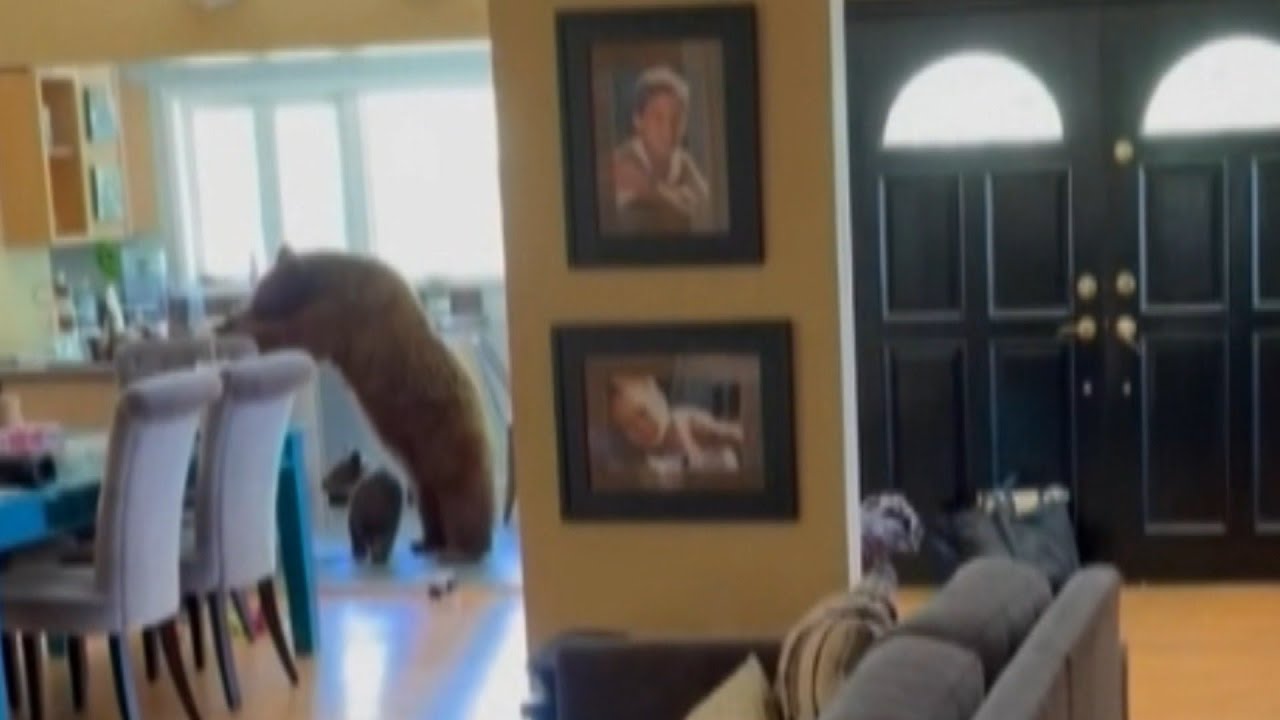 Massive Bear and Cub Break Into Home - YouTube