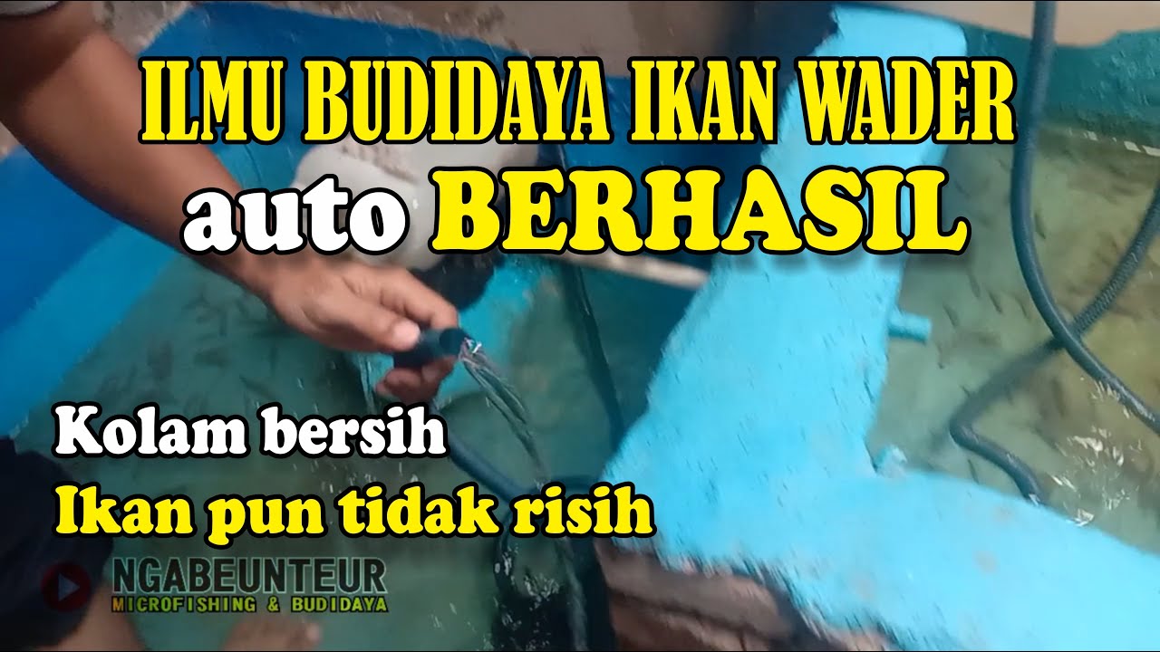 Budidaya ikan wader - Kuras kolam indukan ikan wader auto tetap jernih ...