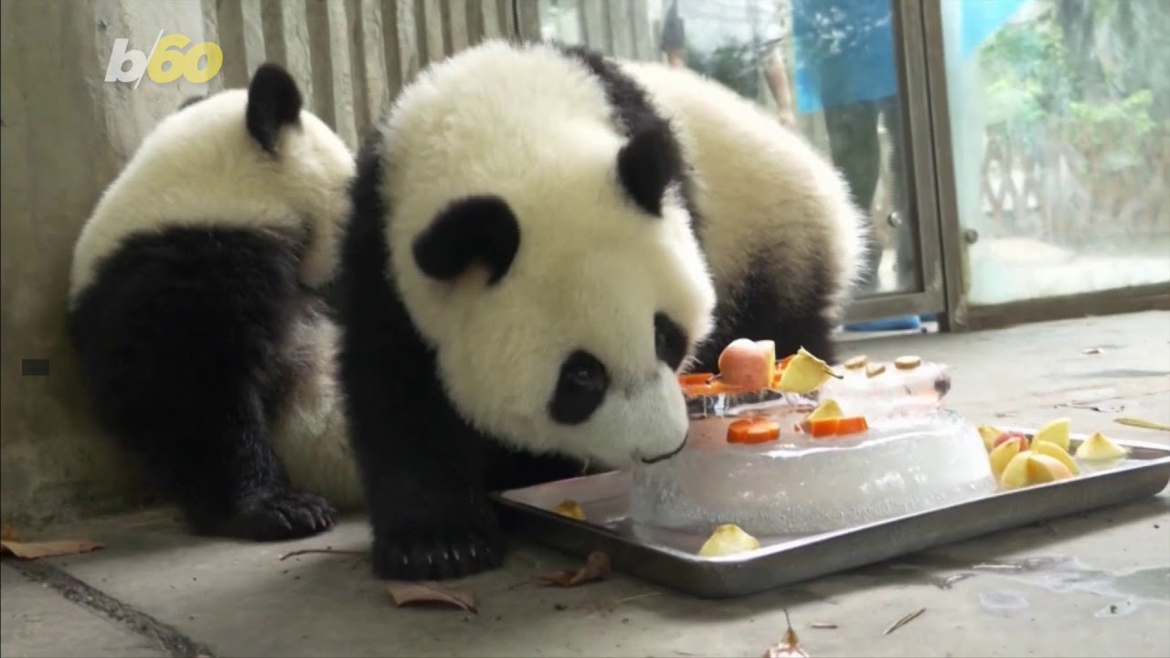 Pandas on Ice! Watch Pandas Trying to Beat the Heat with Ice, Ice ...