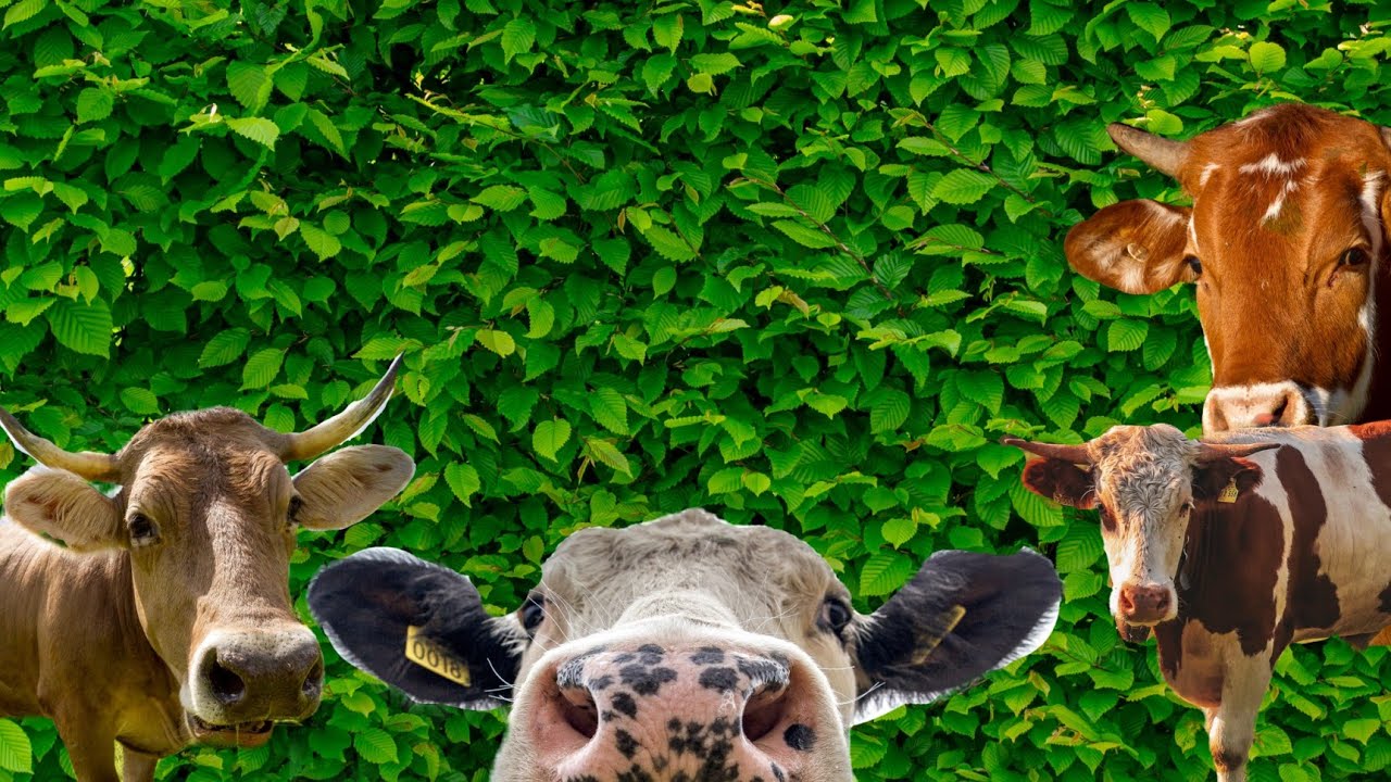 Cow Sounds - Learn About Cows - Farm Animal Sounds - YouTube