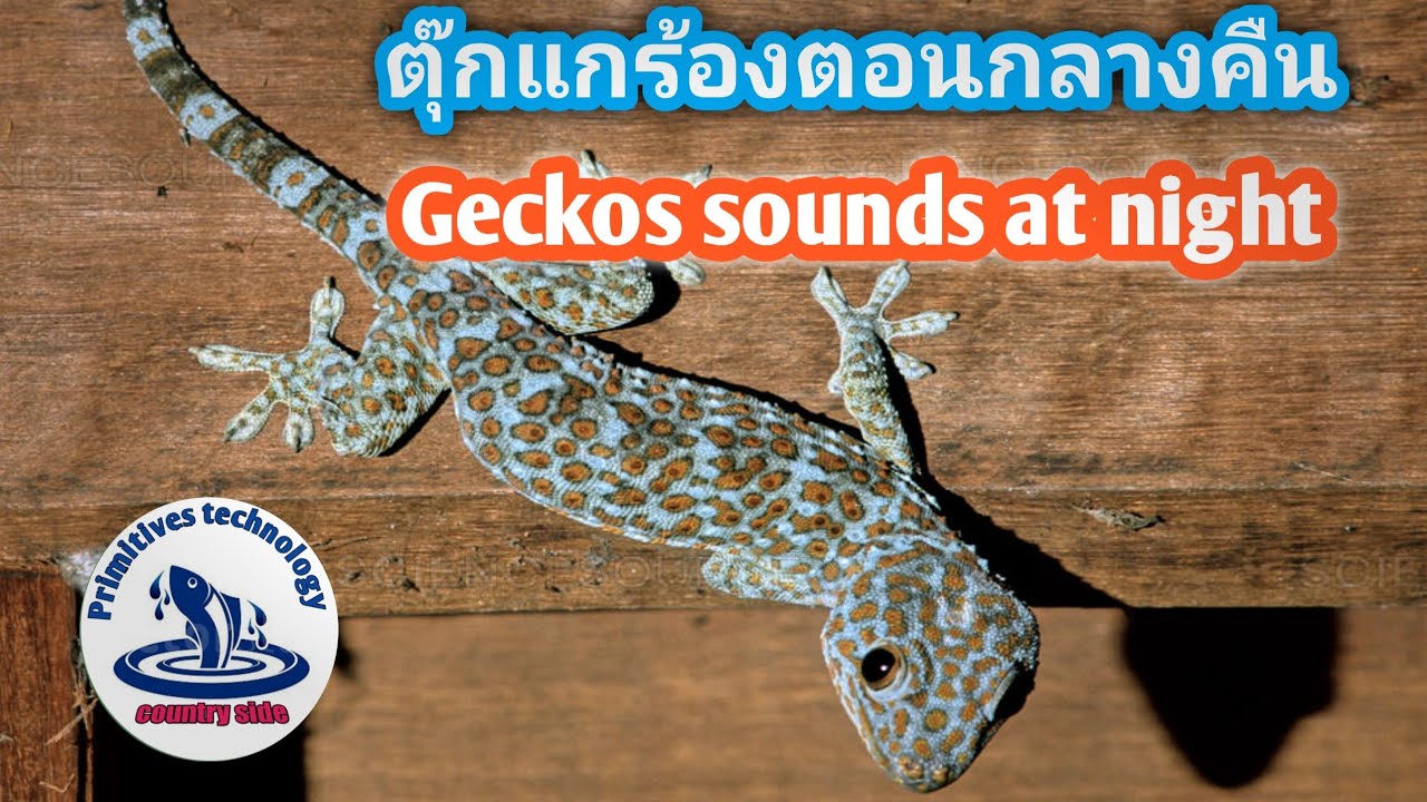 ตุ้กแก|เสียงตุ๊กแกร้อง|Gecko Sounds|Gecko Sound Effect|tokay gecko kêu ...