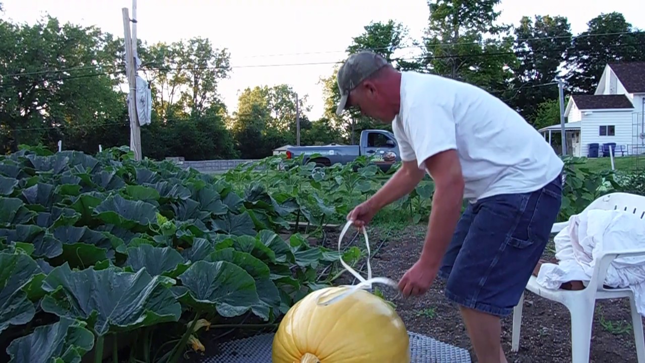 Giant Pumpkins Estimated weight How to - YouTube