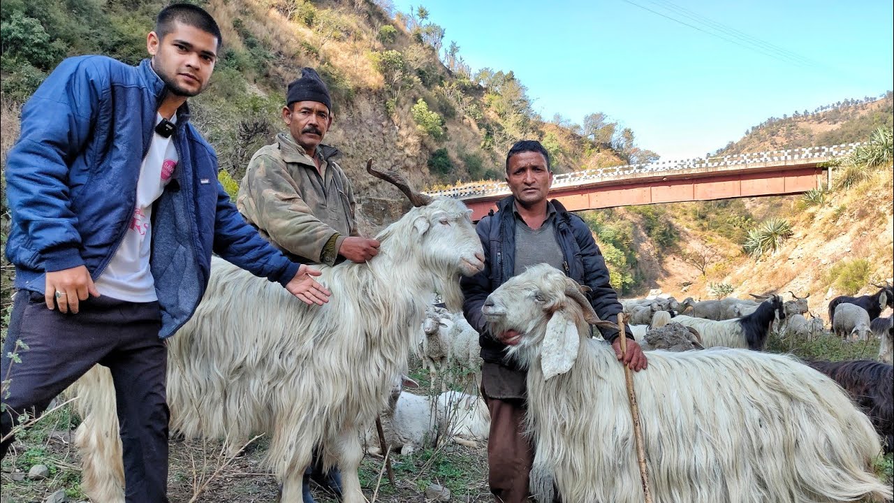 गद्दी चरवाहे के बड़े बकरे | Big Gaddi Goats & Puppies - YouTube