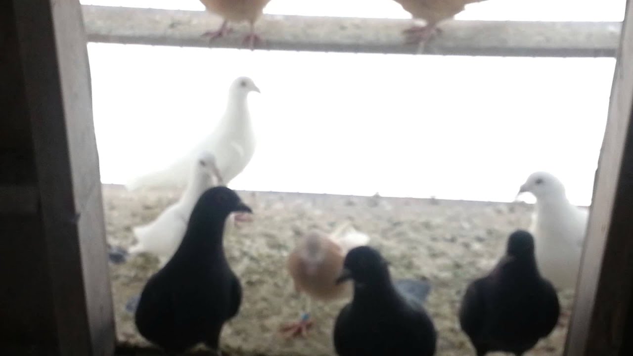 White bandits race homers - YouTube