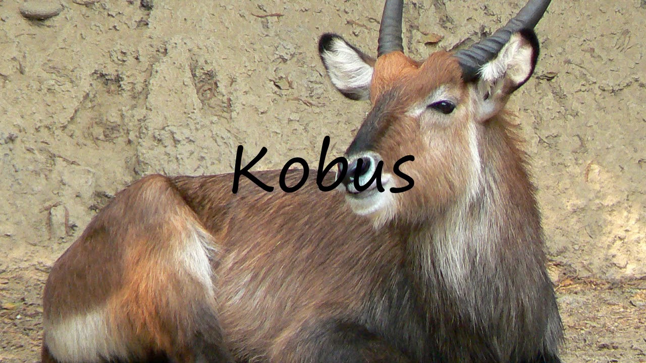 How to Pronounce Kobus? - YouTube