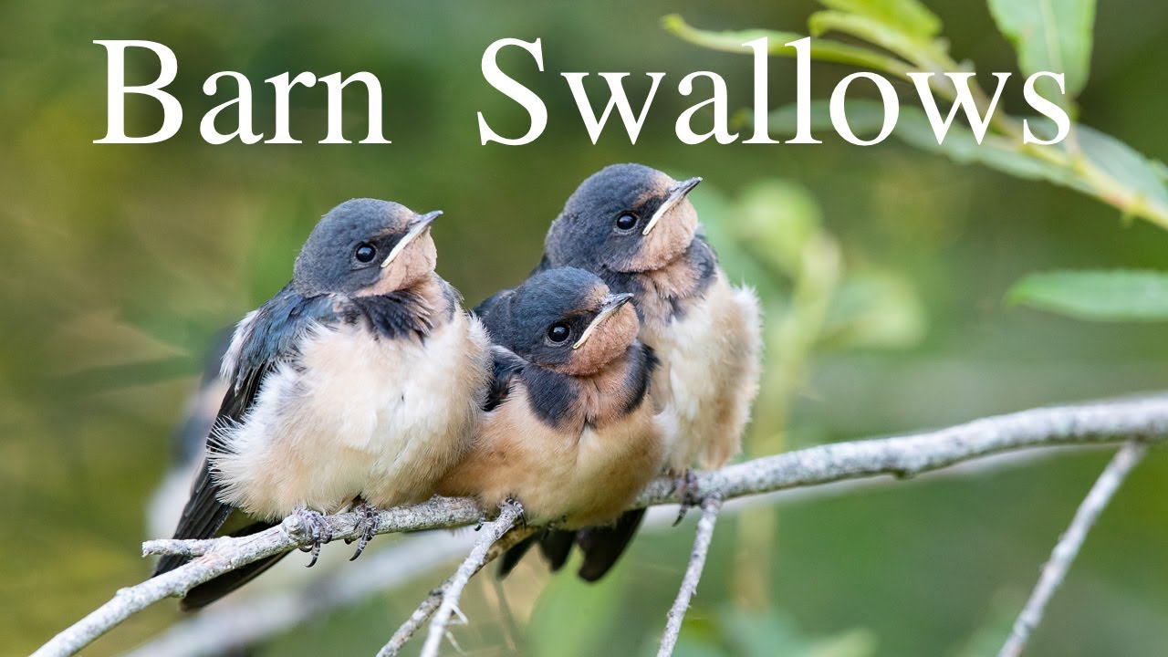 Fledgling Barn Swallows - YouTube