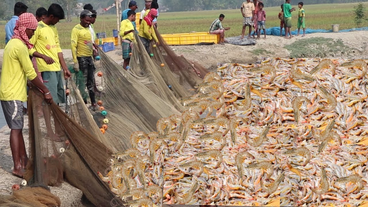Shrimp Fish And Prawn Fish Harvesting In India || Vannamei Culture in ...