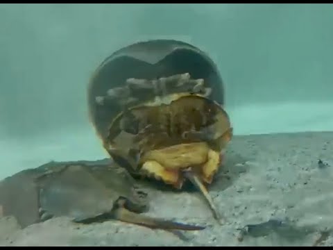 Horseshoe crab molts its shell at N.J. aquarium - YouTube