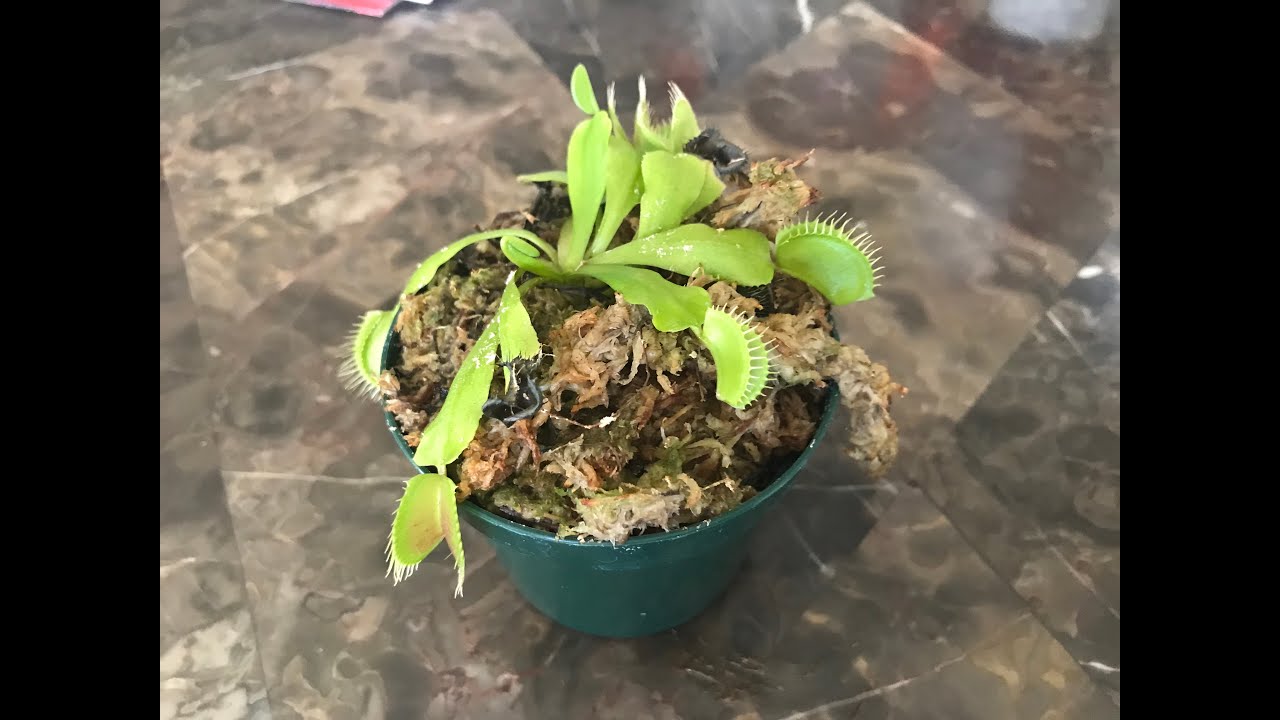 Venus fly trap - YouTube