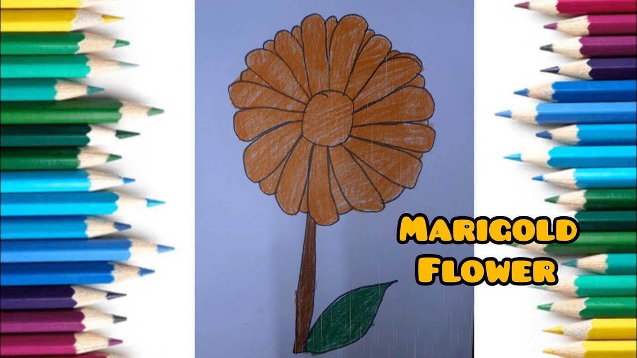 Marigold Flower Drawing || How to draw a marigold Flower step by step ...